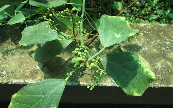 Red physic nut - Medicinal Plants : Medicinal Plants