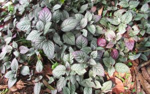 Red-flame ivy - Medicinal Plants : Medicinal Plants