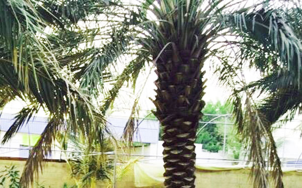 Date palm - Medicinal Plants : Medicinal Plants
