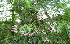 Indian lilac - Medicinal Plants : Medicinal Plants