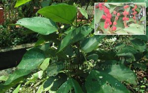 Kamala Tree - Medicinal Plants : Medicinal Plants