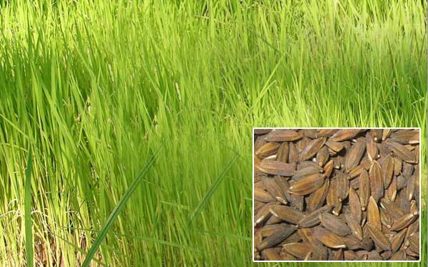 Paddy - Medicinal Plants : Medicinal Plants