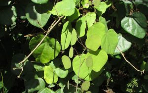 Abuta - Medicinal Plants : Medicinal Plants