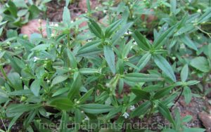 Diamond flower - Medicinal Plants : Medicinal Plants