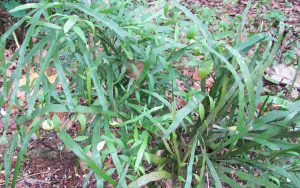 Tapeworm Plant - Medicinal Plants : Medicinal Plants