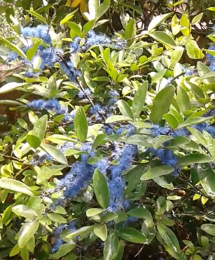 Talbot Memecylon - Medicinal Plants : Medicinal Plants