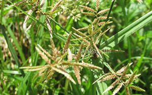Nut Grass - Medicinal Plants : Medicinal Plants
