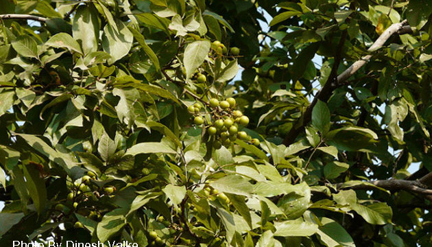 Photo Gallery - Medicinal Plants : Medicinal Plants
